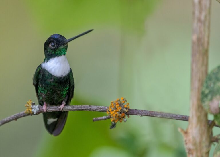 34 Birds That Start With C (With Pictures)