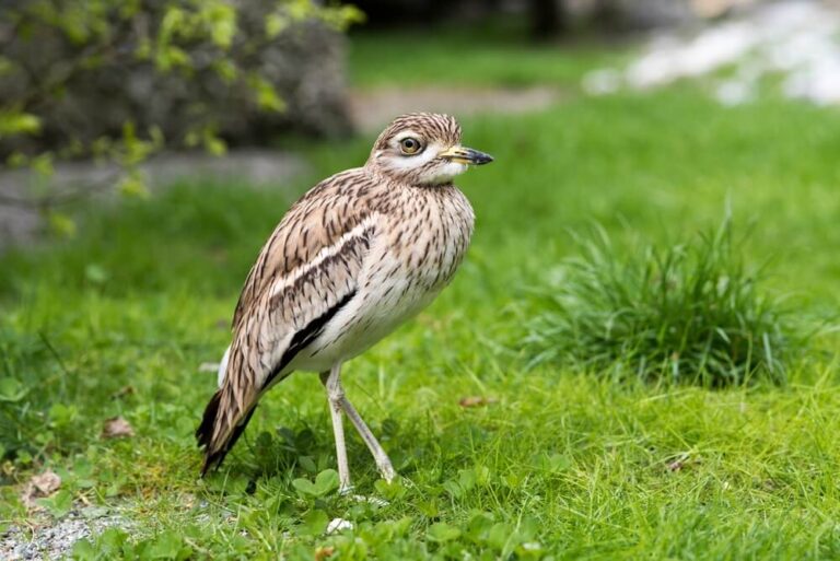 34 Birds That Start With C (With Pictures)