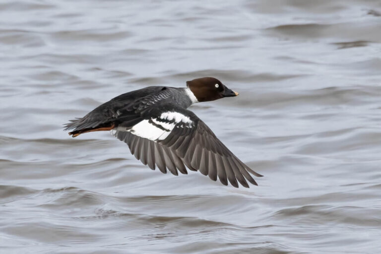 29 Birds That Start With G (With Pictures) - BirdChronicle.com