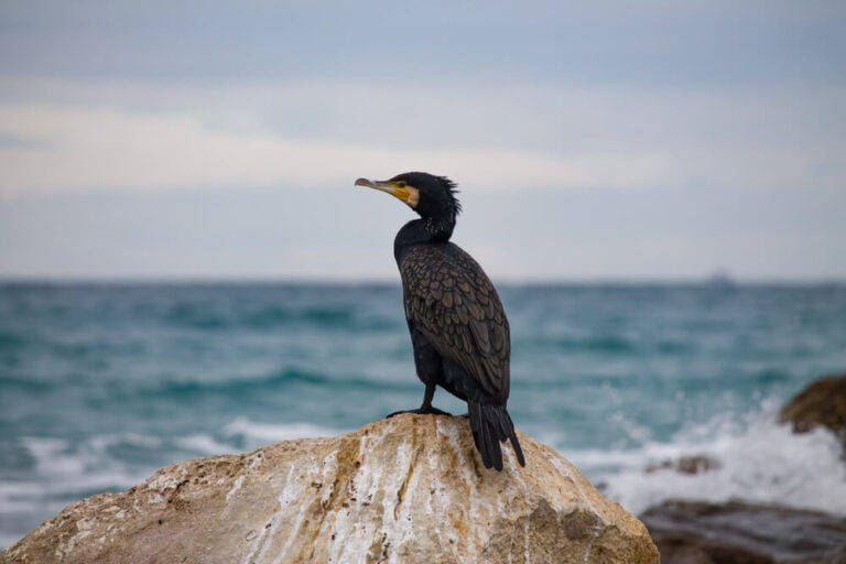 34 Birds That Start With C (With Pictures)