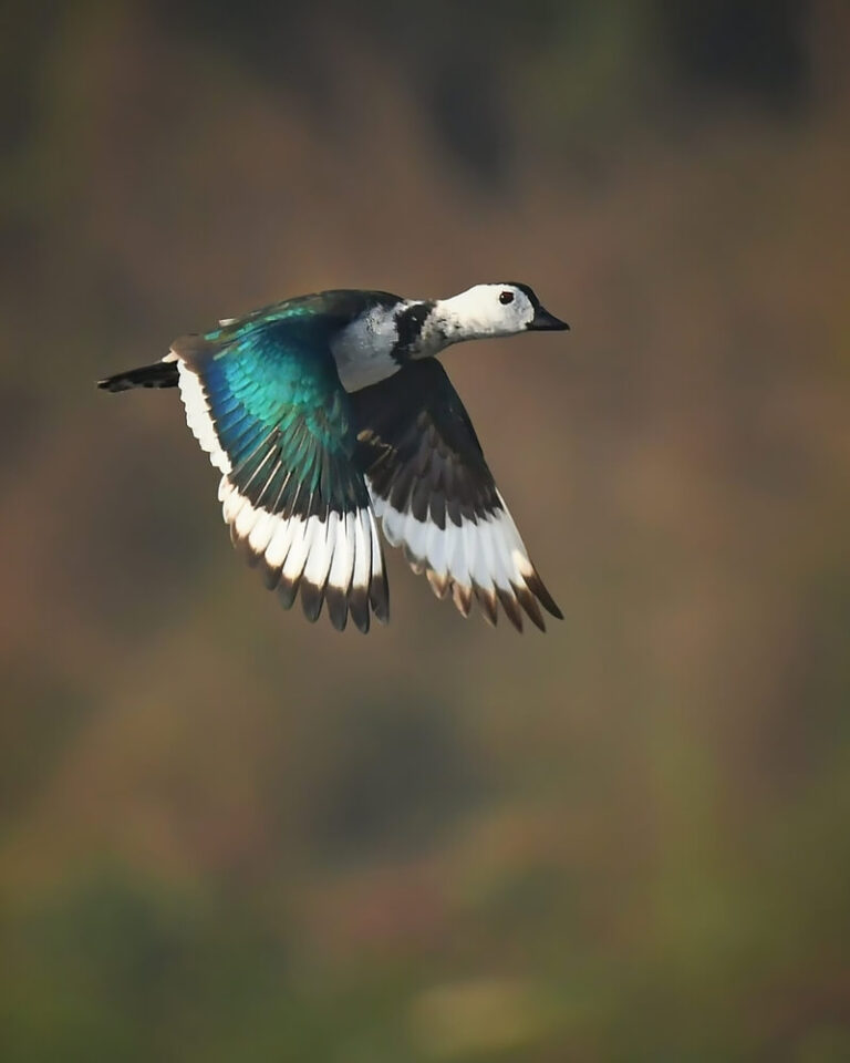 34 Birds That Start With C (With Pictures)