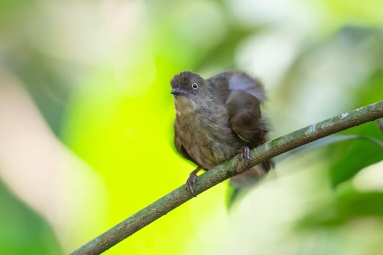 34 Birds That Start With C (With Pictures)