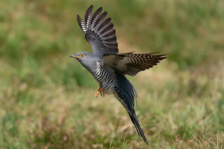 34 Birds That Start With C (With Pictures)