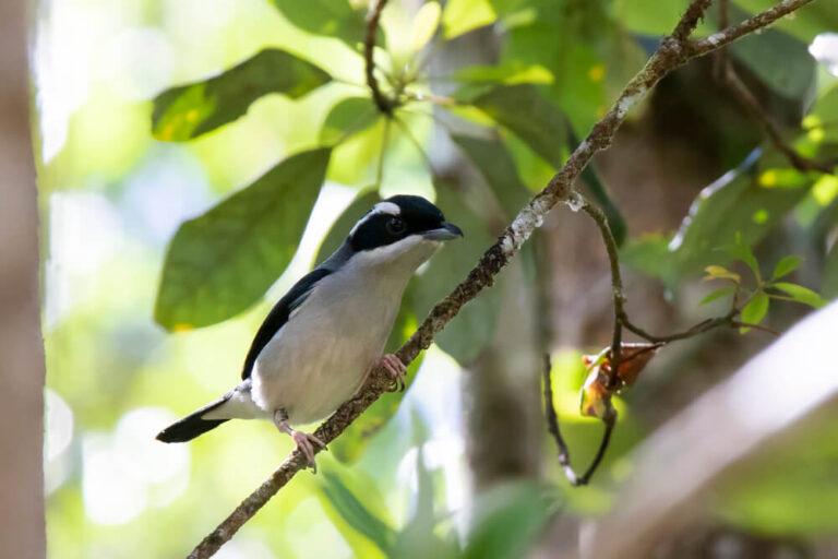 31 Birds That Start With D (With Pictures)