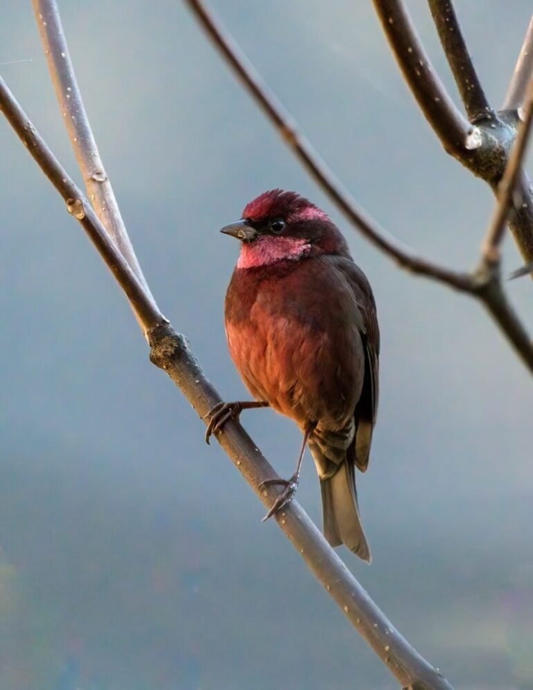 31 Birds That Start With D (With Pictures)