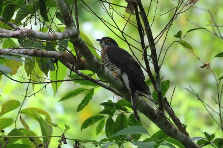31 Birds That Start With D (With Pictures)