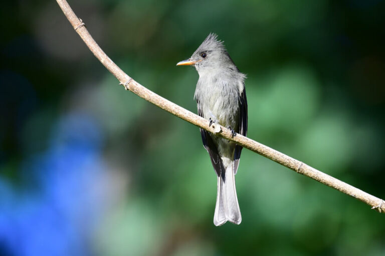 31 Birds That Start With D (With Pictures)