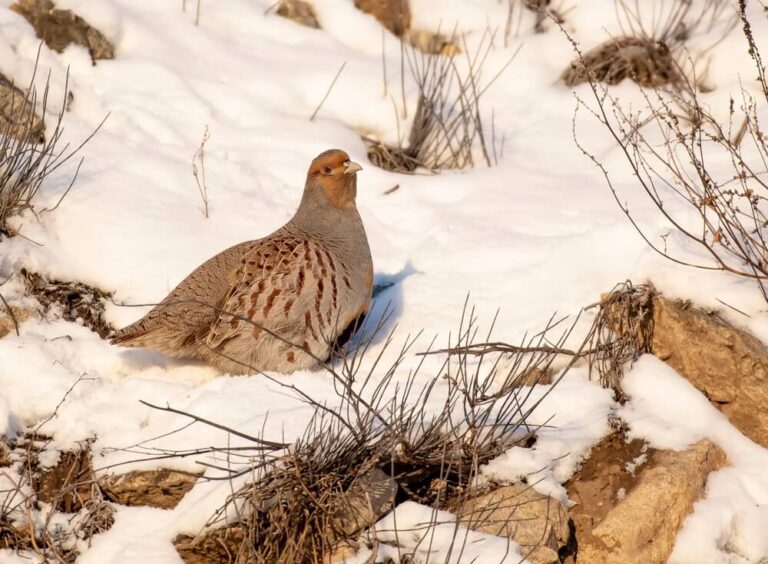 31 Birds That Start With D (With Pictures)
