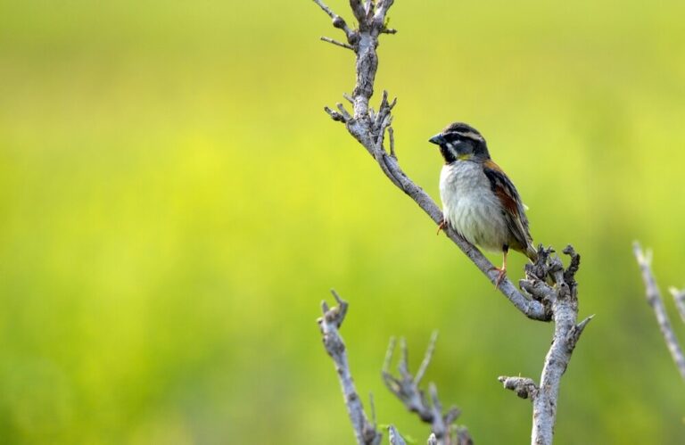 31 Birds That Start With D (With Pictures)