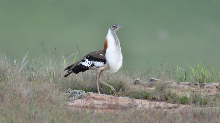 31 Birds That Start With D (With Pictures)