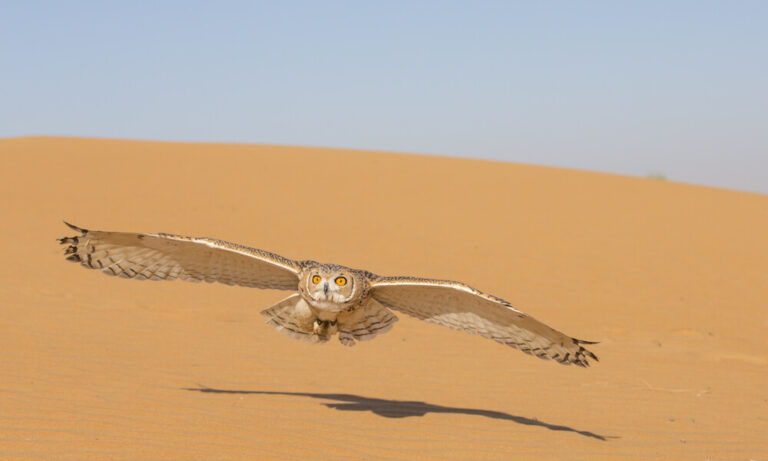 31 Birds That Start With D (With Pictures)