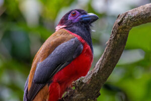 31 Birds That Start With D (With Pictures)