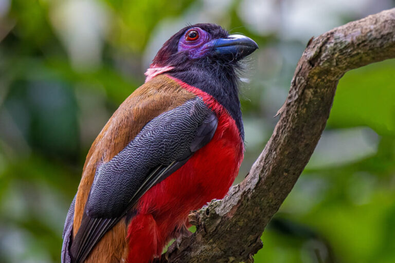 31 Birds That Start With D (With Pictures)