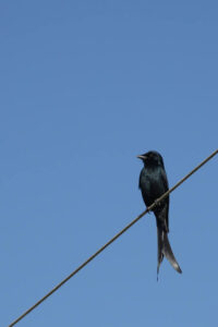 30 Birds That Start With F (With Pictures)
