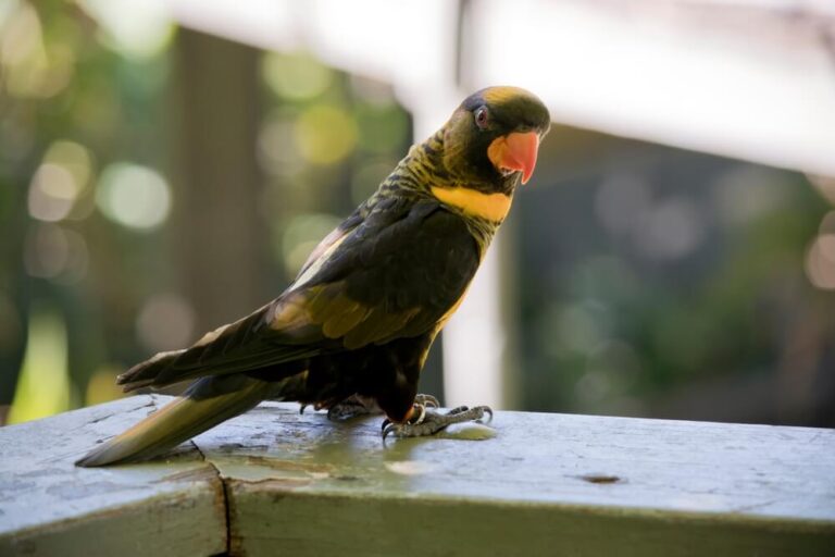 31 Birds That Start With D (With Pictures)