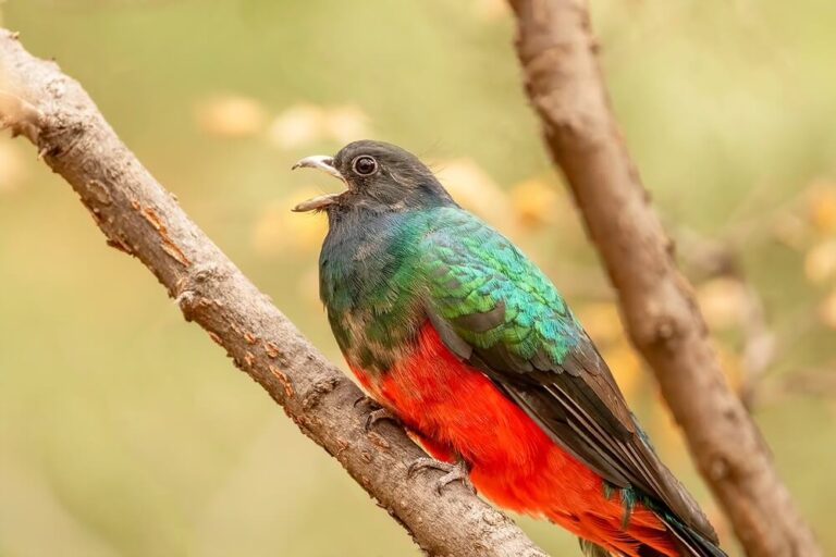 31 Birds That Start With E (With Pictures)