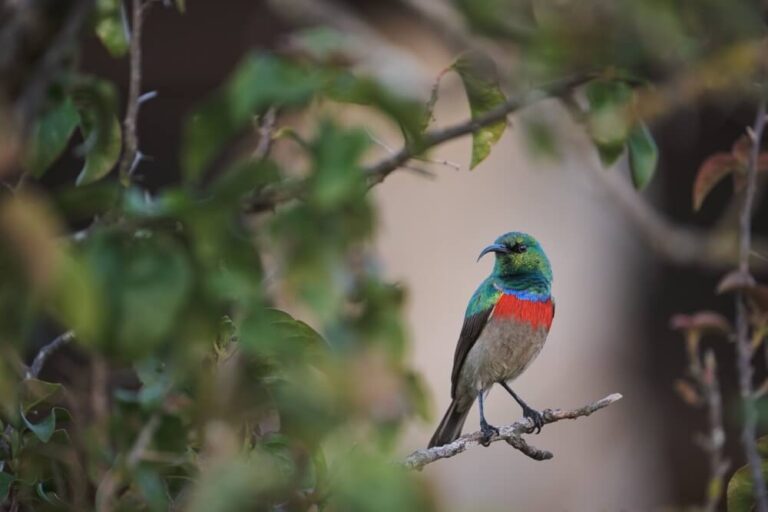 31 Birds That Start With E (With Pictures)