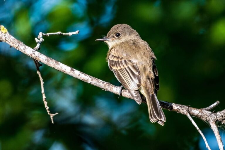 31 Birds That Start With E (With Pictures)