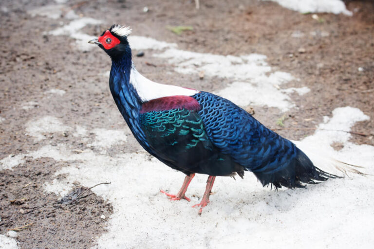 31 Birds That Start With E (With Pictures)