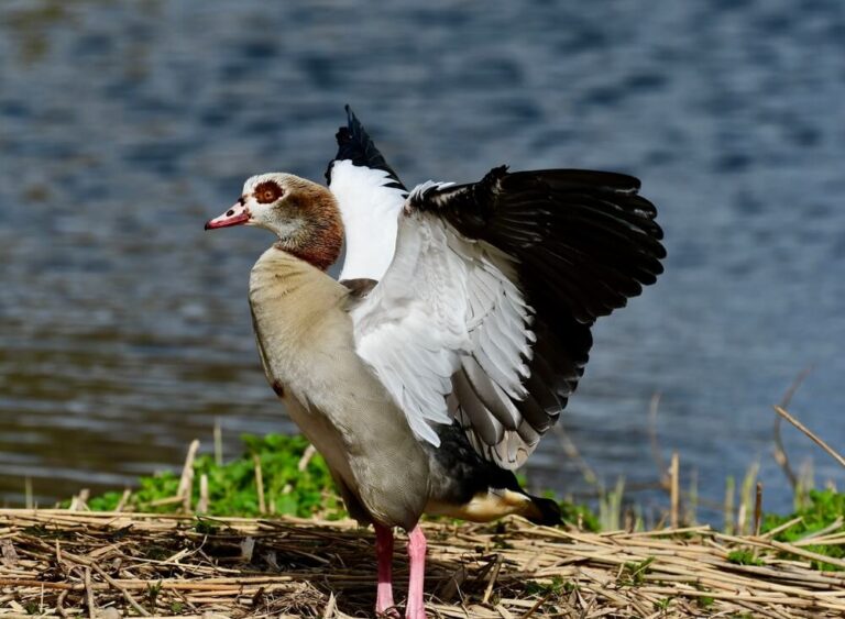31 Birds That Start With E (With Pictures)