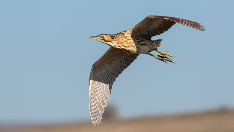 31 Birds That Start With E (With Pictures)