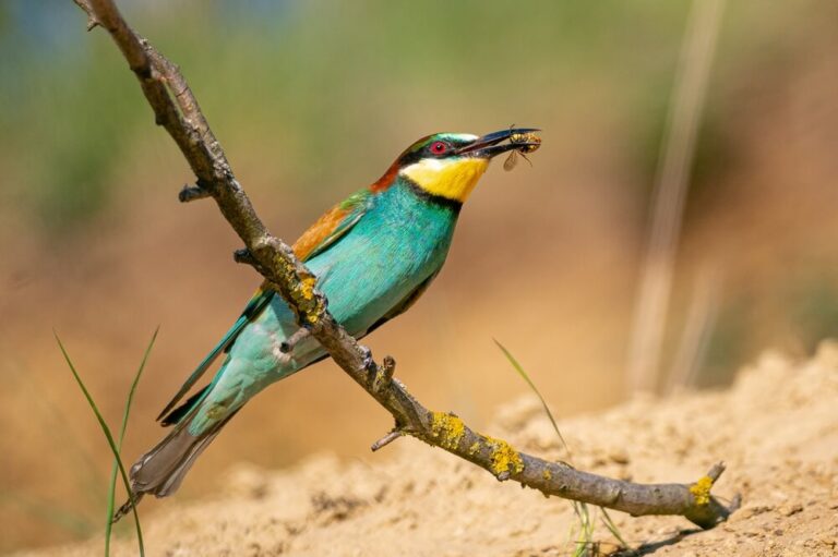 31 Birds That Start With E (With Pictures)