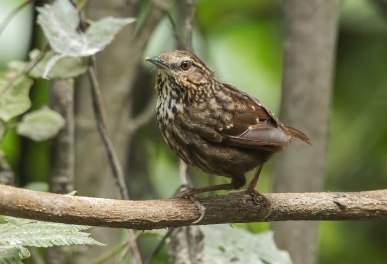 31 Birds That Start With E (With Pictures)