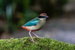 30 Birds That Start With F (With Pictures)