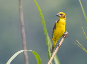 30 Birds That Start With F (With Pictures)