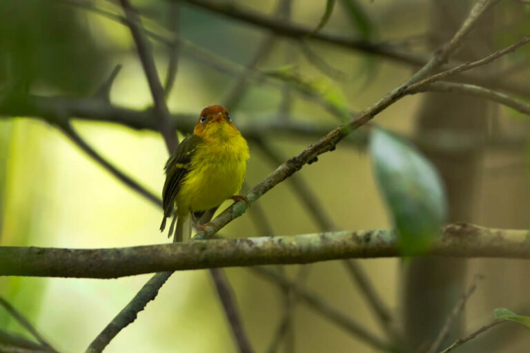 30 Birds That Start With F (With Pictures)