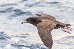 30 Birds That Start With F (With Pictures)