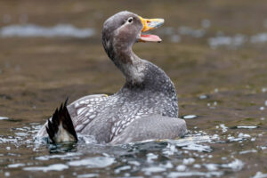 30 Birds That Start With F (With Pictures)