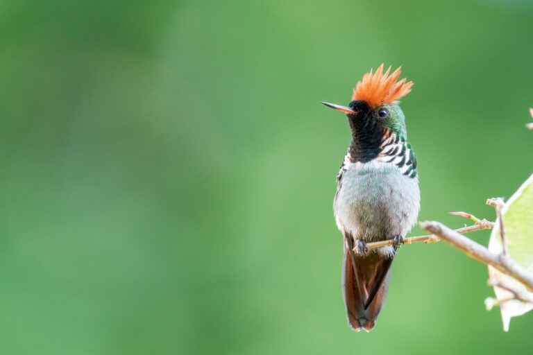 30 Birds That Start With F (With Pictures)