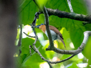 30 Birds That Start With F (With Pictures)
