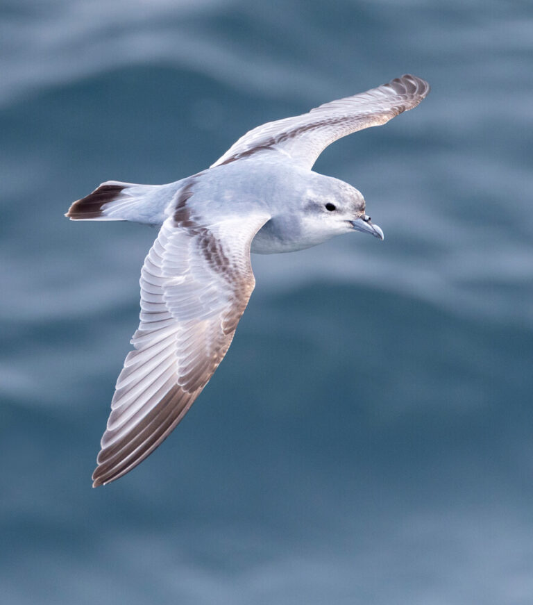 30 Birds That Start With F (With Pictures)