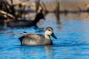 29 Birds That Start With G (With Pictures) - BirdChronicle.com