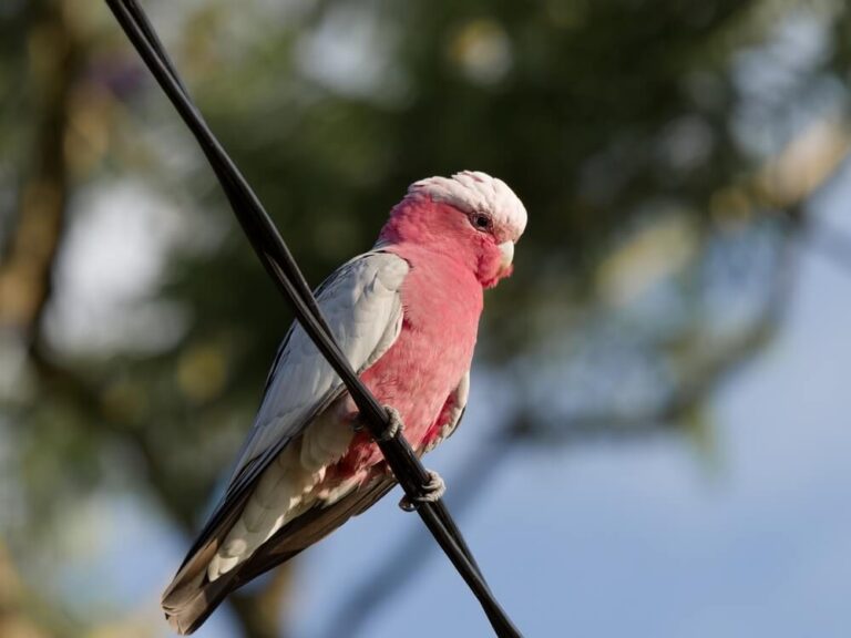 29 Birds That Start With G (With Pictures) - BirdChronicle.com