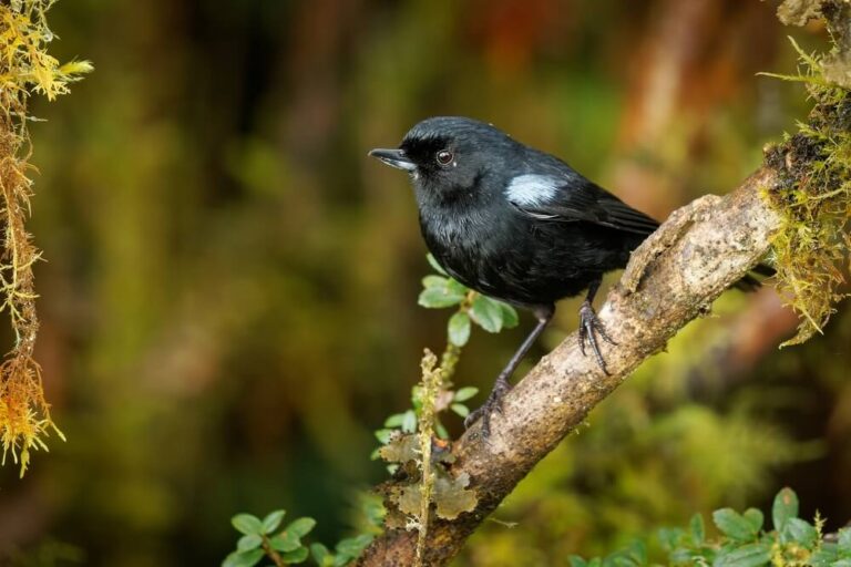 29 Birds That Start With G (With Pictures) - BirdChronicle.com