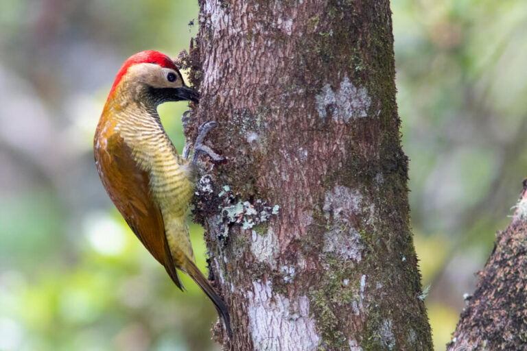 29 Birds That Start With G (With Pictures) - BirdChronicle.com