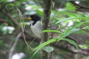 29 Birds That Start With G (With Pictures) - BirdChronicle.com