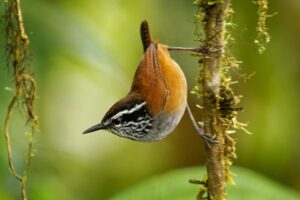 29 Birds That Start With G (With Pictures) - BirdChronicle.com
