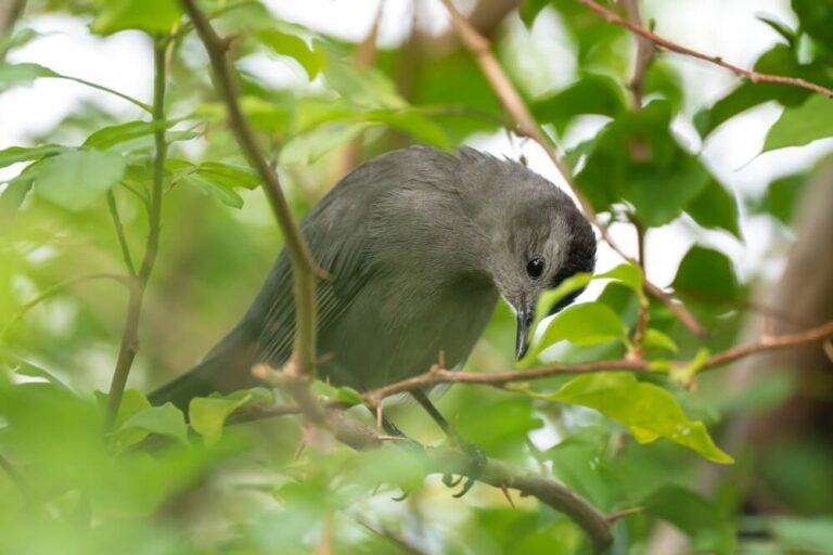 34 Birds That Start With C (With Pictures)