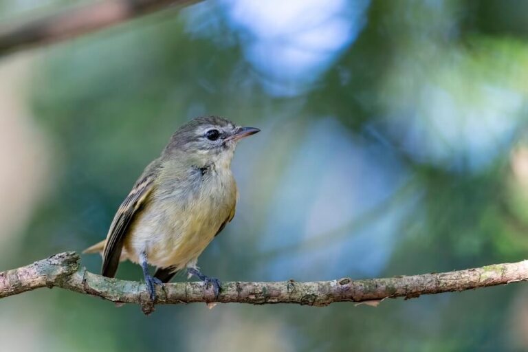 30 Birds That Start With F (With Pictures)