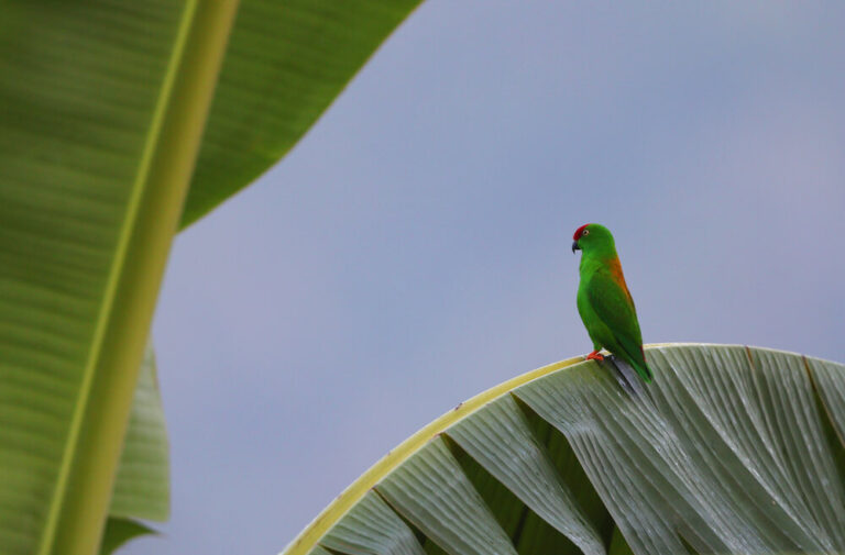 29 Birds That Start With G (With Pictures) - BirdChronicle.com