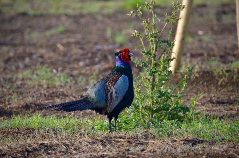 29 Birds That Start With G (With Pictures) - BirdChronicle.com