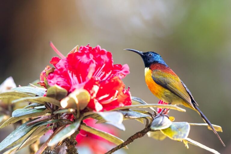 29 Birds That Start With G (With Pictures) - BirdChronicle.com