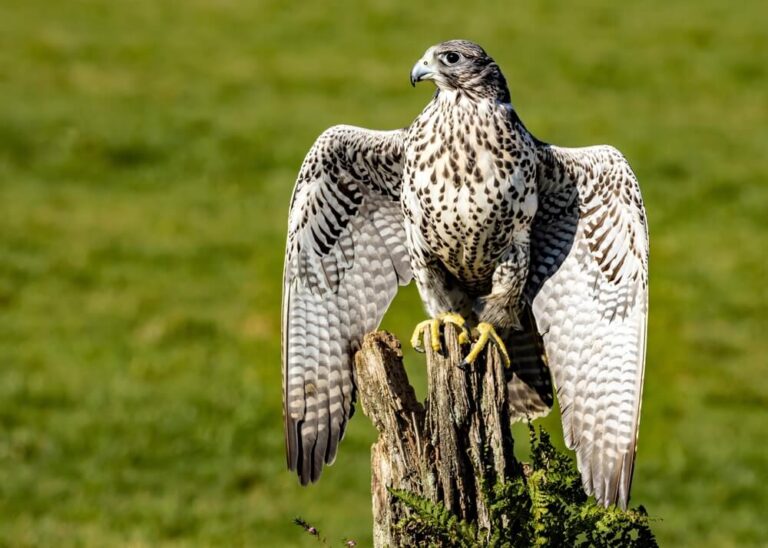 29 Birds That Start With G (With Pictures) - BirdChronicle.com