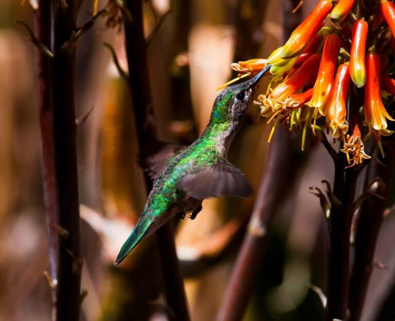 Do Hummingbirds Eat Bees And Wasps? (Explained)