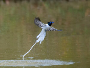 30 Birds That Start With F (With Pictures)