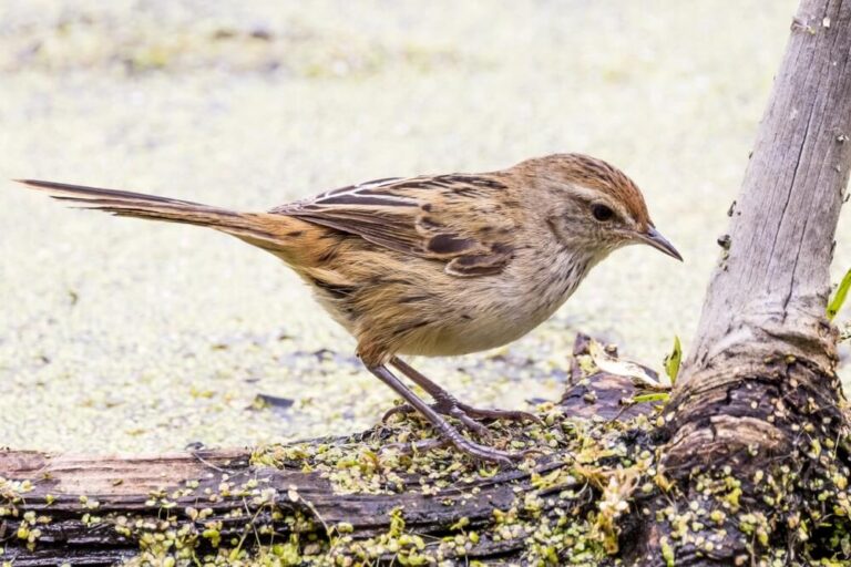 30 Birds That Start With F (With Pictures)